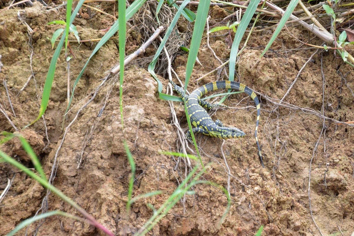 Budget Safari and gorilla tracking in Gabon: Lake Oguemoué, Lambaréné ...