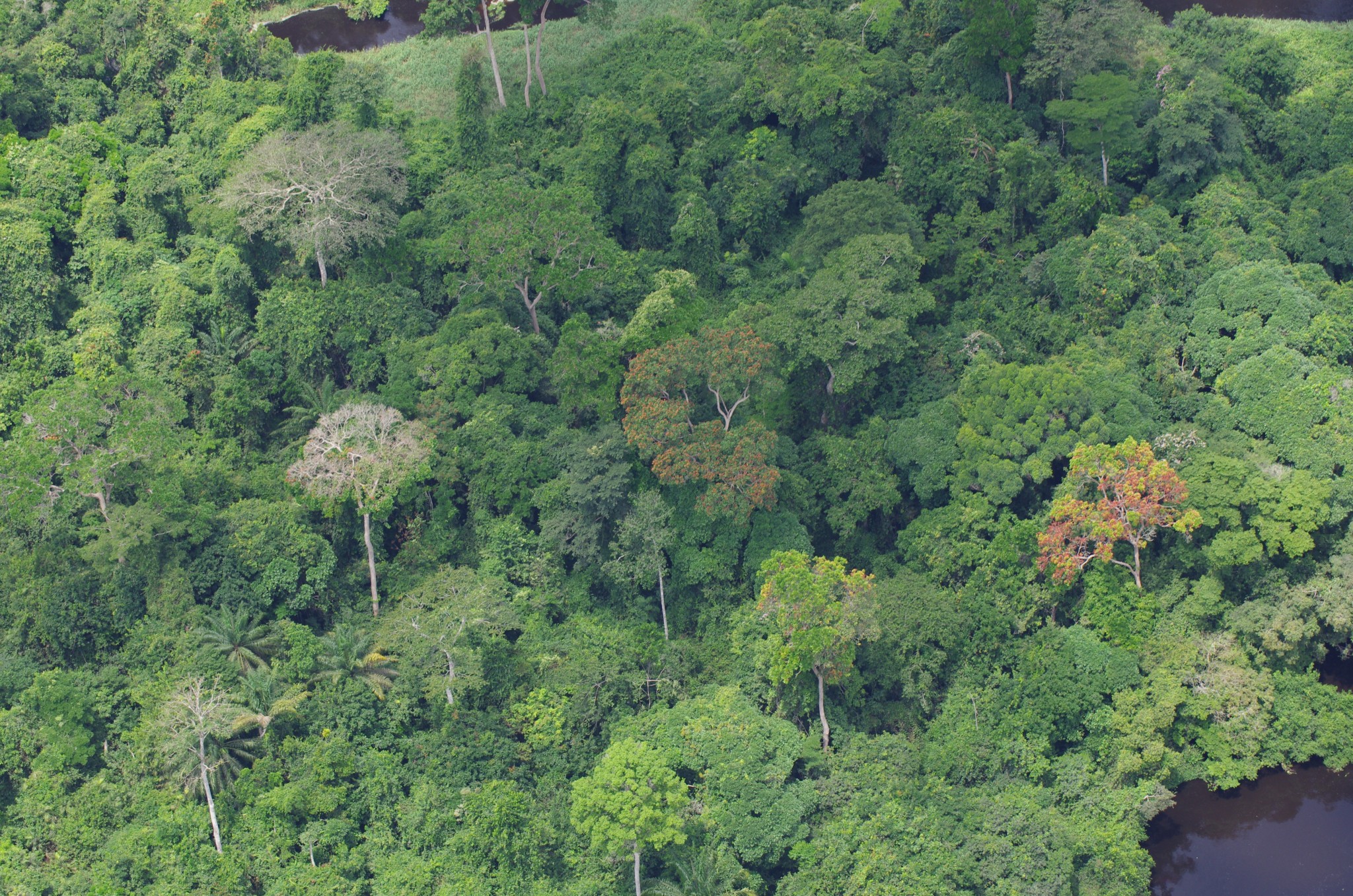 Cheap Safari Tours in Gabon: Lopé National Park and Ivindo National Park