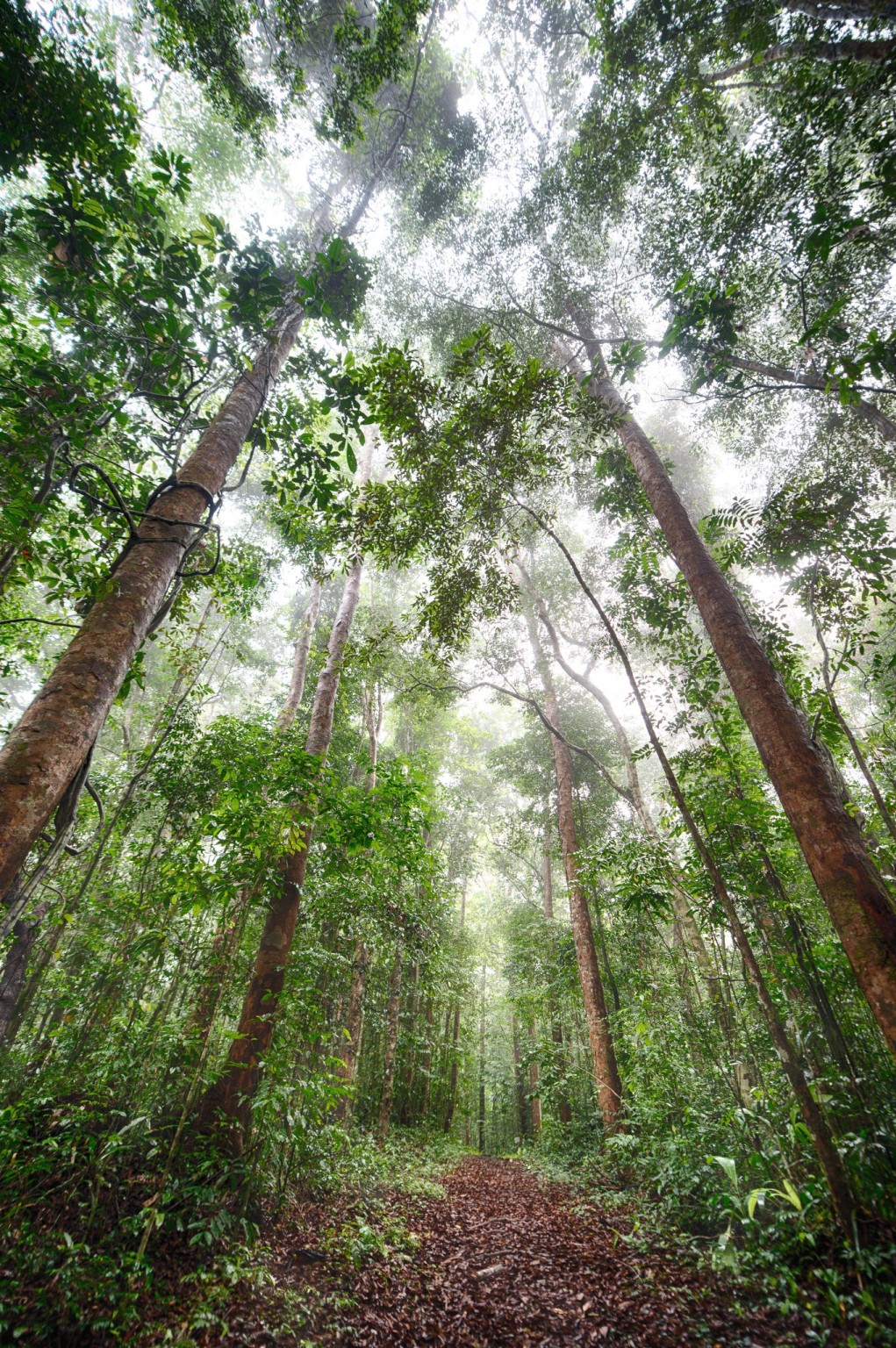 Gabon Day Tour: Akanda National Park: Raponda Walker near Libreville