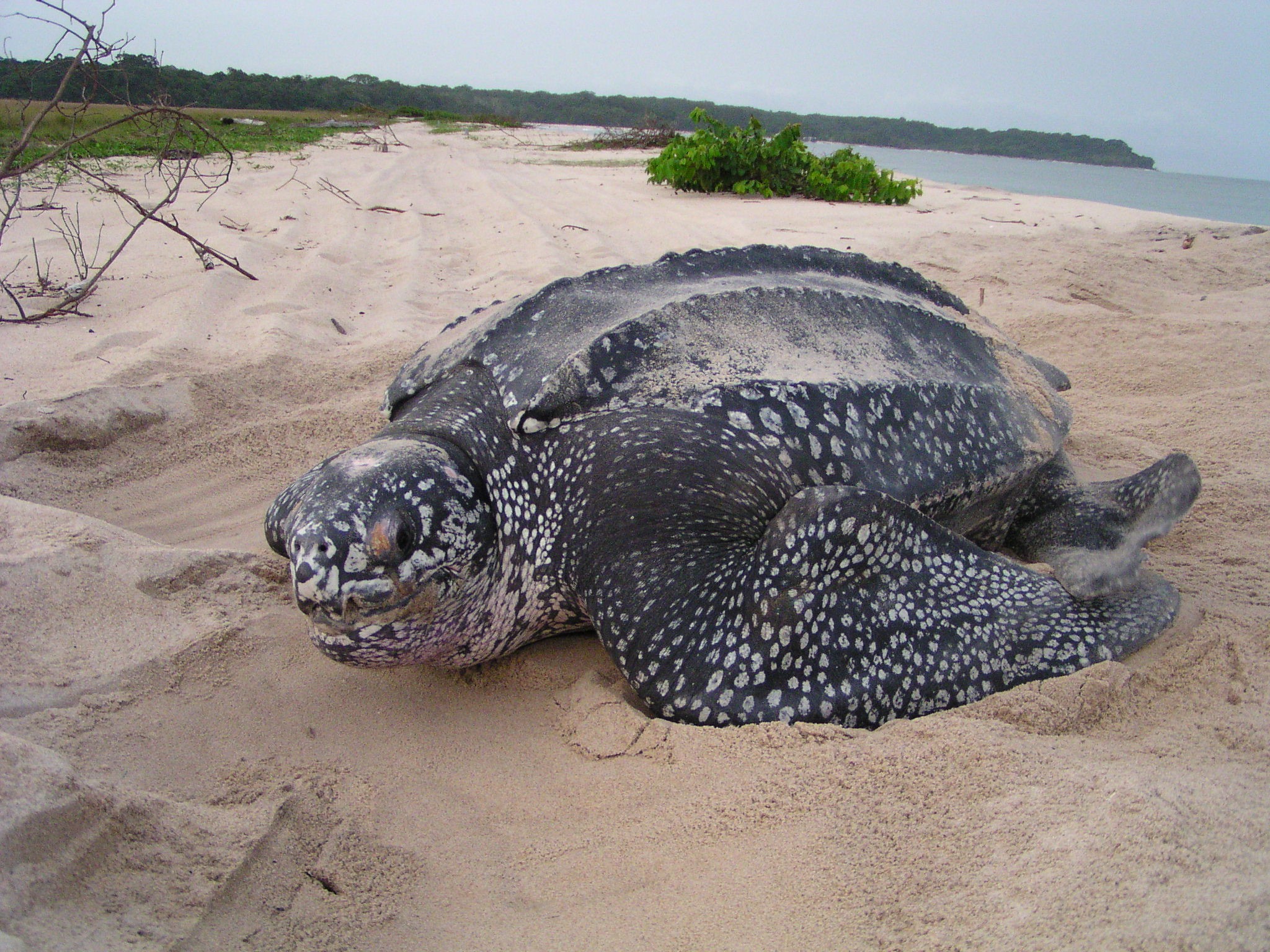 Gabon Day Tour: Akanda National Park: Raponda Walker near Libreville