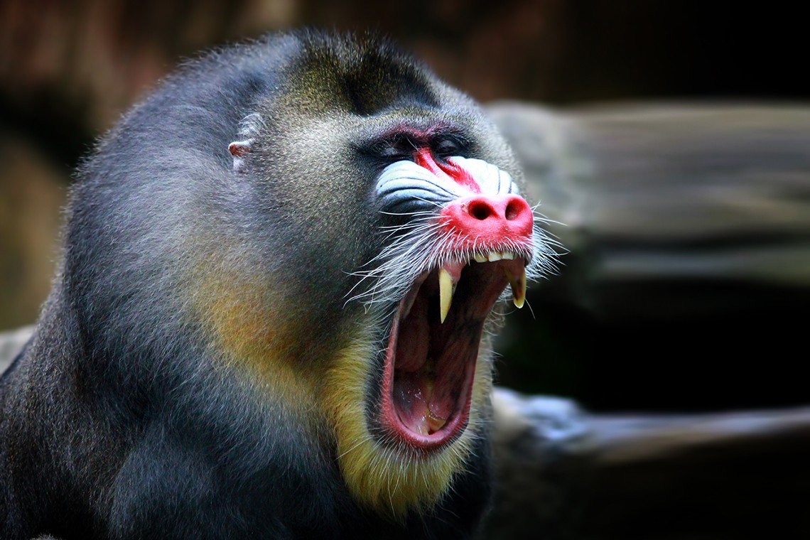 Cheap budget safari in Gabon: Eco-tourism at Lopé National Park