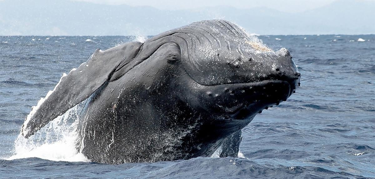Gabon: whale watching near Libreville or Port Gentil