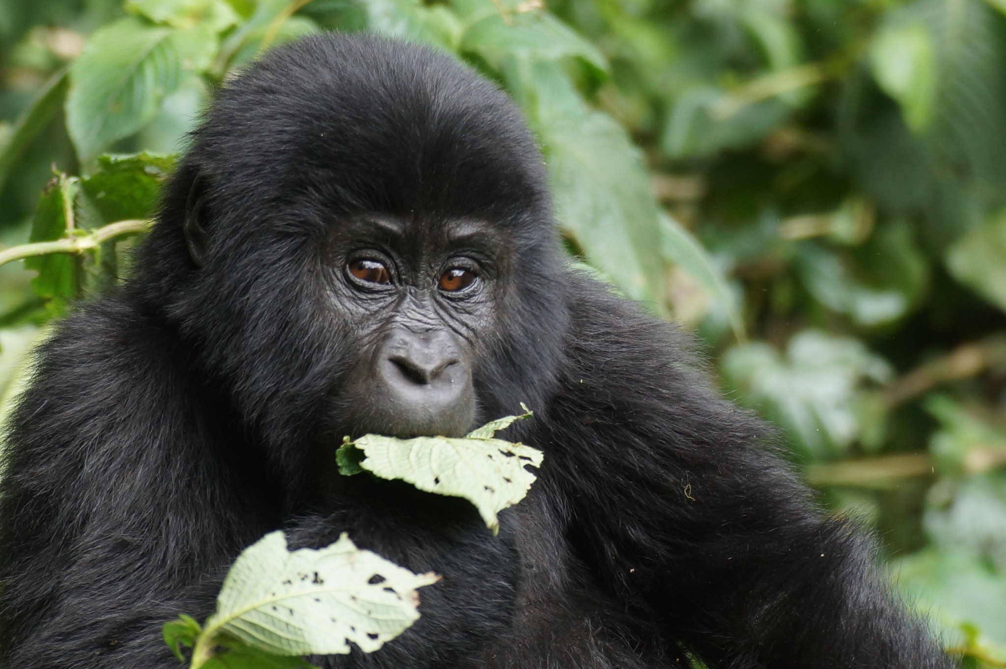 Budget travel in Gabon: Gorilla tracking in Moukalaba-Doudou and travel ...